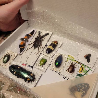 Mixed Pack of Insect Specimens Assorted Unmounted Invertebrates ...