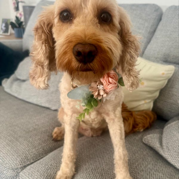 Floral Decor for Dog Wedding Collar | Floral Collar for Pet | Dog ...