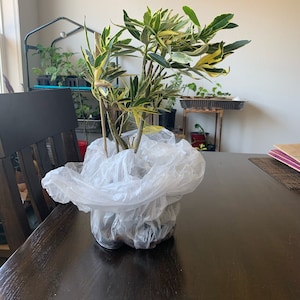 AMLA Live Plant Aka Emblica Officinalis Indian Gooseberry - Etsy