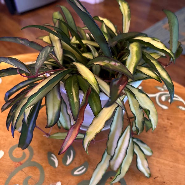 3” Sooo (TM) Silver Scindapsus Plant Pot - NEW CULTIVAR - Lush ...