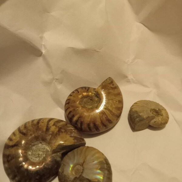 10 Fossils per Lot. Megalodon Tooth, Orthoceras, Shark Teeth, Dino ...