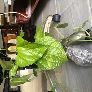 Bel Tree Leaves Bilva Patra Bel Patra Bel Fruit Golden - Etsy