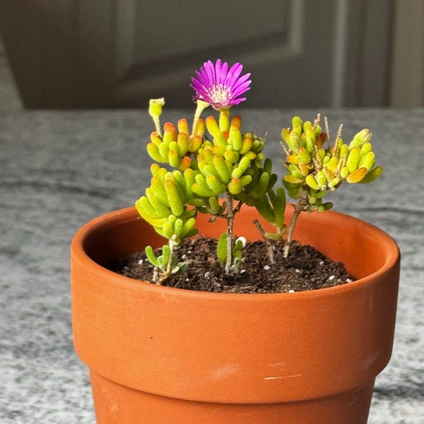 Beautiful Succulent: Dicrocaulon Ramulosum (l.bolus) Ihlenf Purple ...