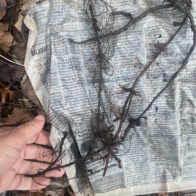 Carex Lurida Shallow Sedge Bareroot Wetland Restoration Live Plant ...