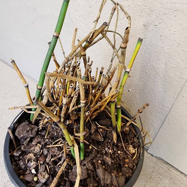 Horsetail Reed, Equisetum Hyemale, Horsetail Reed Grass, Horsetail Reed ...