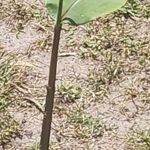 Musa Coccinea Scarlet Banana Live Rhizome Tropical Plant - Etsy