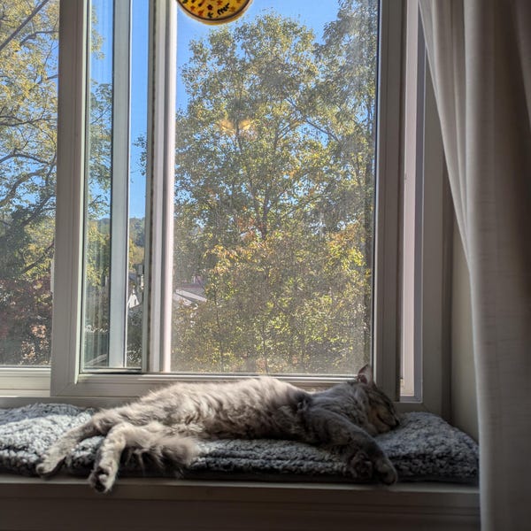 Window Sill Cat Pad/ 6 Sill Pad - Etsy