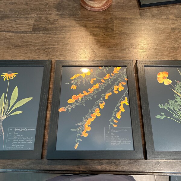 Fern Print Set of 6; Pressed Fern Gallery Wall Scientific Decor for ...