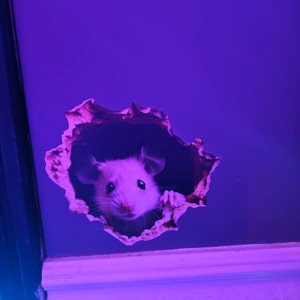 Cute Mouse Hole, Realistic Mouse Hole Sticker, Mouse Peeping Out Hole ...