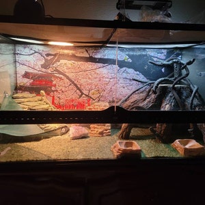 40 Gallon Desert Landscape Tank Background by Petbackdrops - Etsy