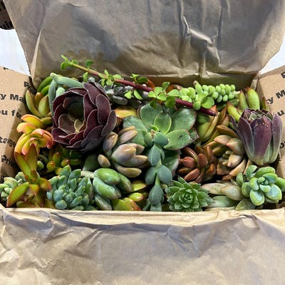 Live Succulent Arrangement in Two-tone Ceramic Bowl, Succulent Planter ...
