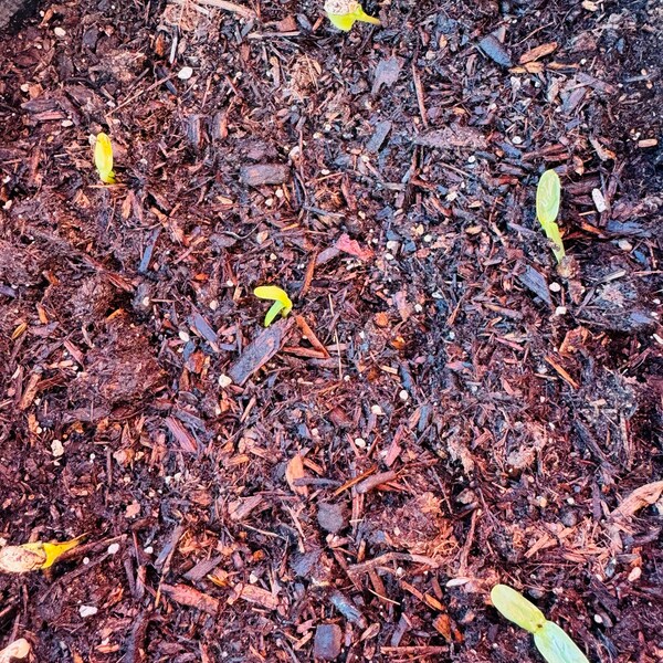 Three Sisters Seed Collection - Native American Farming - Corn, Bean ...