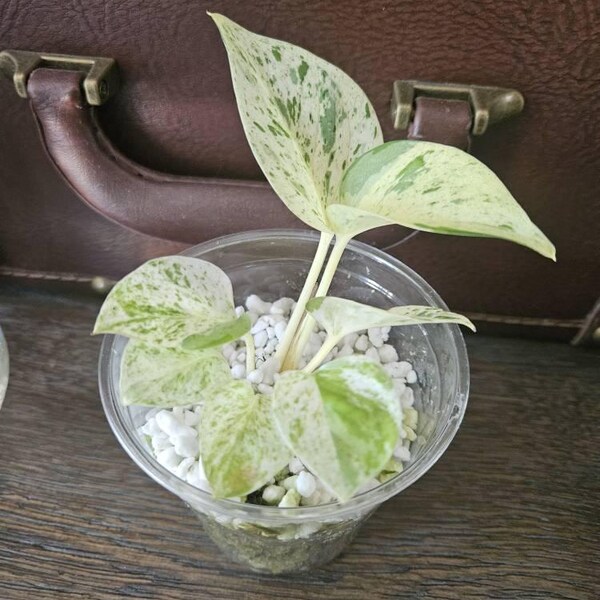 Variegated Maranta Prayer Plants, Beauty Kim Variegated, High ...