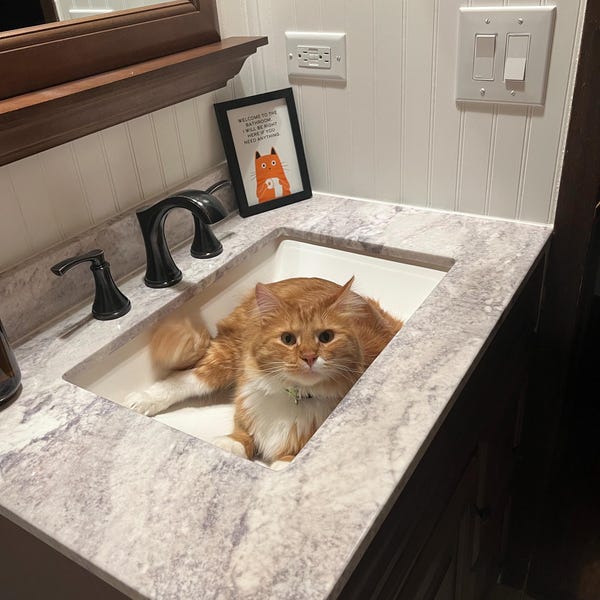 Funny Bathroom Cat Art Print | Toilet Cat Art | Pet Portrait Cat Wall ...