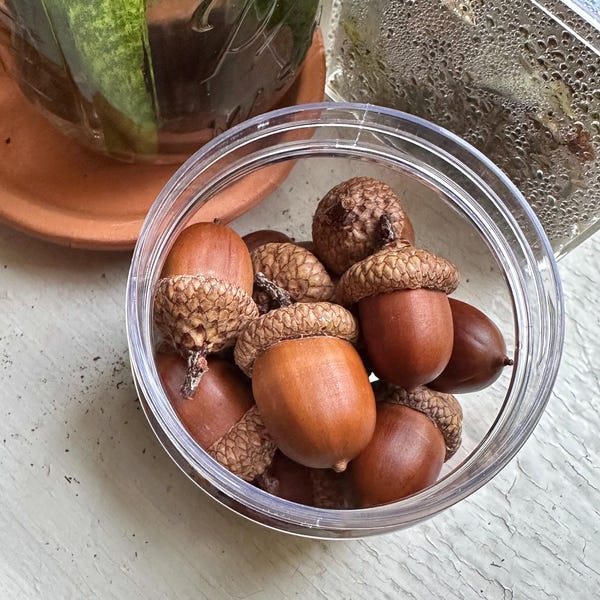 2025 Germinated Utah Red Oak Acorn Sprouted Sets for Growing Northern ...