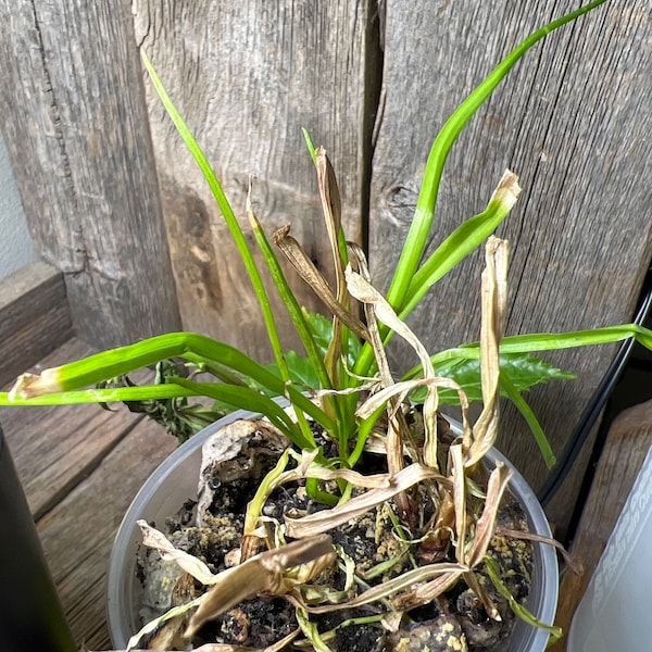 3 Red Hot Poker Kniphofia Live Perennial. Stunning Colors. Attracts ...