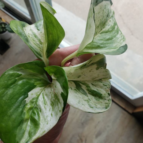 Potho Manjula High Viraigation Rare, Cuttings & Established Plants - Etsy