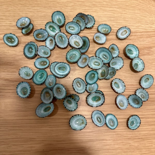 5 to 30 Blue Limpet Large XL Large Seashell Aqua Blue Teal Green Limpet ...