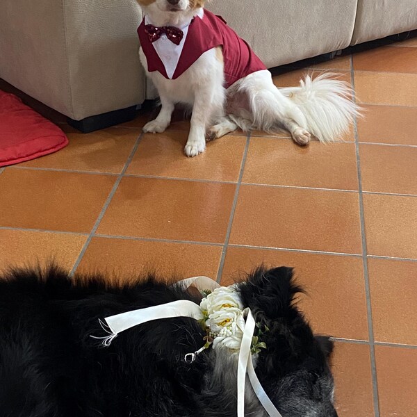 Sparkling Bunny and Chick Frill Dog Collar | Dog Festivities Easter ...