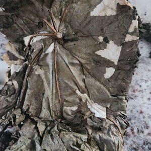 Fresh Almond Leaves ( Hojas De Almendro/ Fèy Zanmann) - All Natural - Etsy