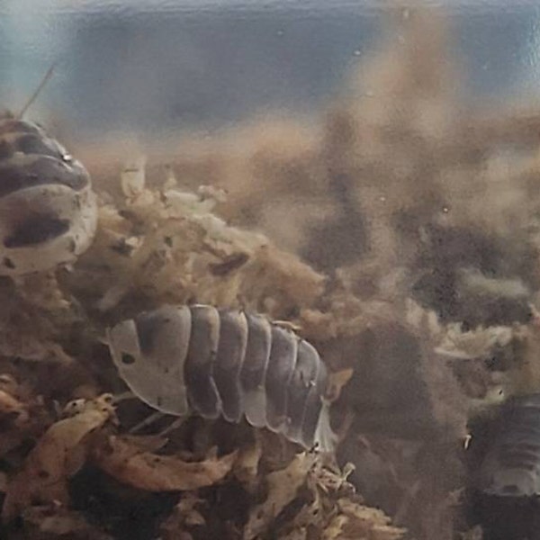 1pc Isopod Lanyard, Roly Poly Badge Holder, Isopod Gift for Teachers ...