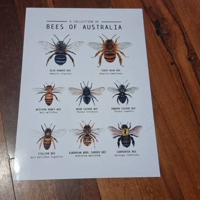 Bees of Australia Classroom Poster Montessori Learning Art Print ...