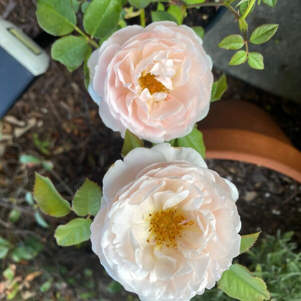 Victorian Secret | 维多利亚秘密 | Netherlands Florist Shrub Rose | Long ...