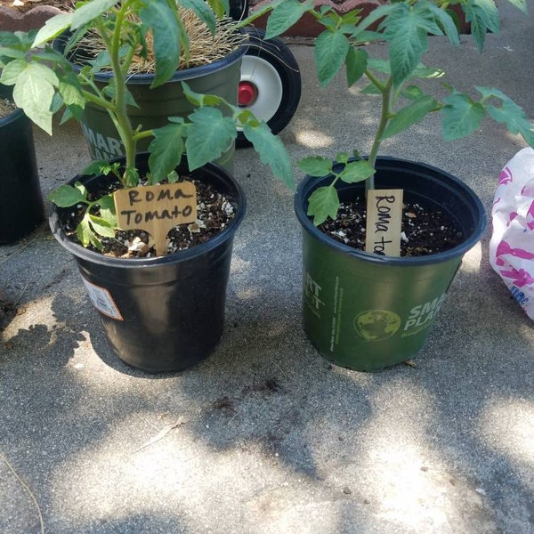 Roma Tomato Seeds - Organic, Heirloom, Open Pollinated, Non GMO - Grow ...