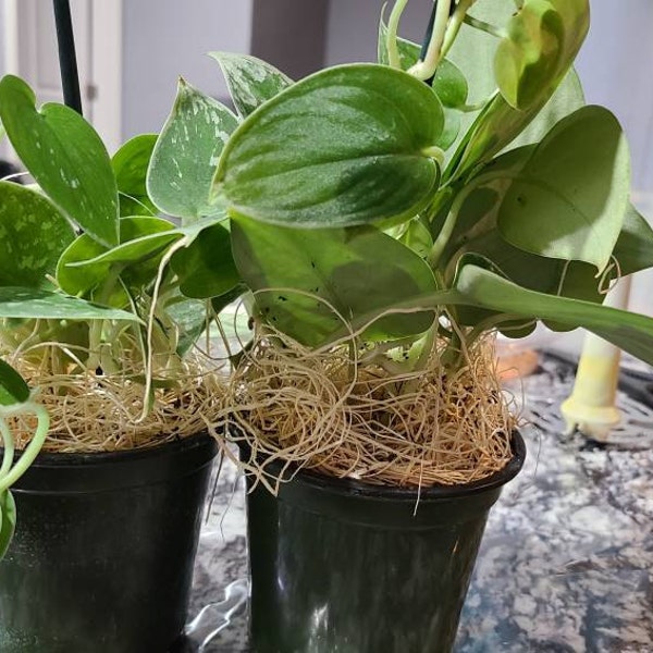 FOSTER 4-pack LIVE 4 Inch Kalanchoe, Blooming Houseplant, Gardening ...