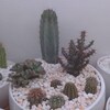 Striped Polaskia Chichipe Cactus Rare Succulent Live Cacti Plant - Etsy