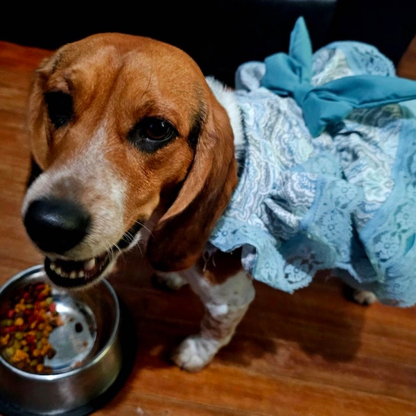 DIY Dog Bandana Sewing Pattern and Tutorial PDF, Dog Bandana With ...