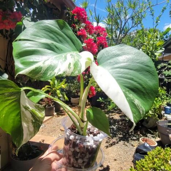 Epi Pinnatum Yellow Flame - Rare - Tropical House Plant - in Moss - Etsy