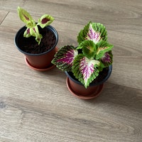 Poppy Flowers and Butterfly Photo Frame,floral Frame,wooden Frame ...