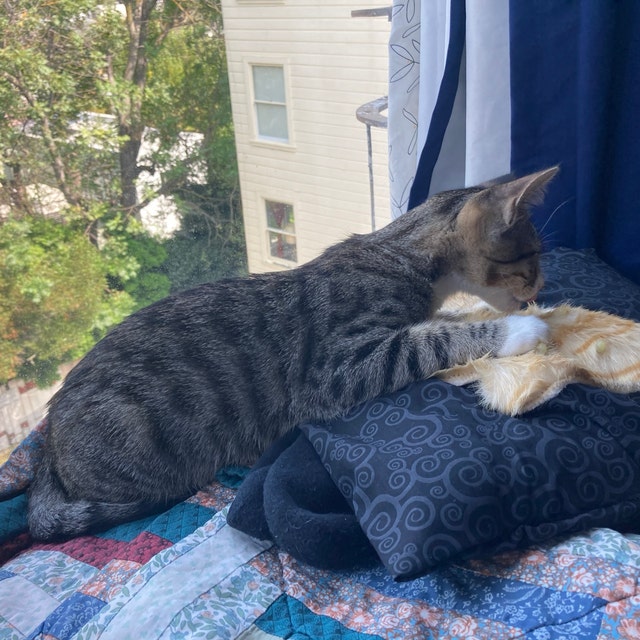 The Original Cat Pacifier made for cats that suckle. by Catsifier