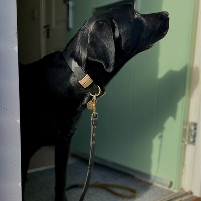 Grab Traffic Handle Lead 2 Colour Waterproof Biothane Dog Lead With ...