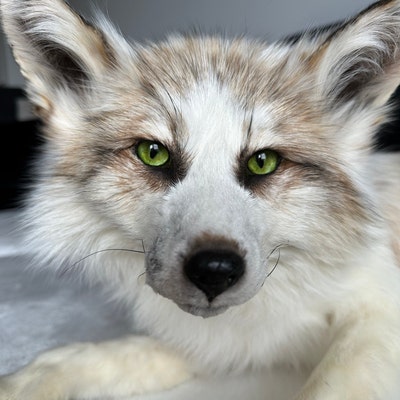 Weasel Slap Bracelet, Sherman the Ermine, White Ermine Slap Bracelet ...