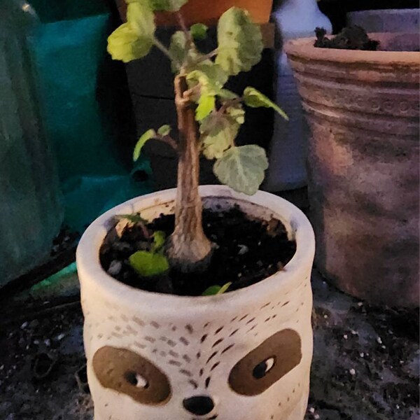 Bonsai Mint plectranthus Ernstii Caudex - Etsy