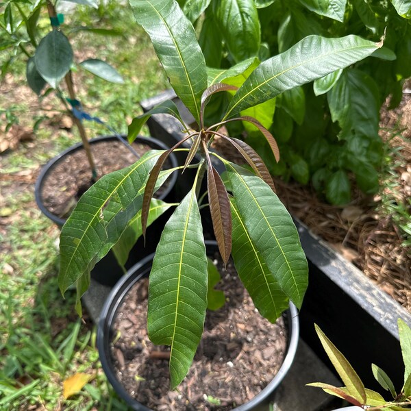 Sea Grape Tree / Uva Playera 1.5 @ 2 Feet| Coccoloba Uvifera | Free ...