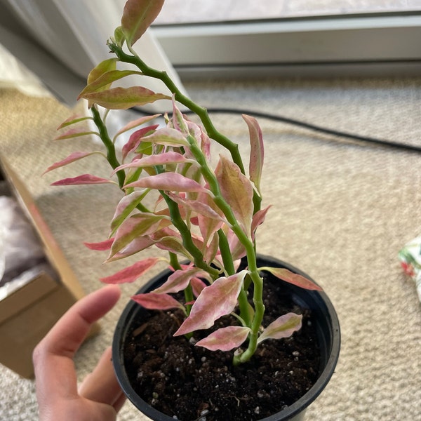 Devil's Backbone I Pink Variegated - Etsy
