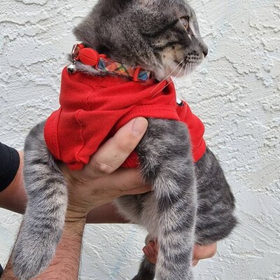 Matching Cat Tank Tops Funny Matching Cat Shirts, Matching Cat Outfit ...