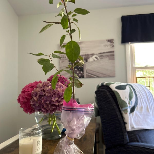 Sycamore Tree Sapling, Sycamore Tree, Sycamore Plant, Live Plant ...