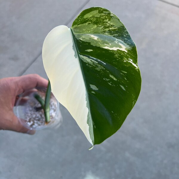 Cebu Ghost 2 Wet Sticks | NODES | Unrooted | Epipremnum Cebu Blue Ghost ...