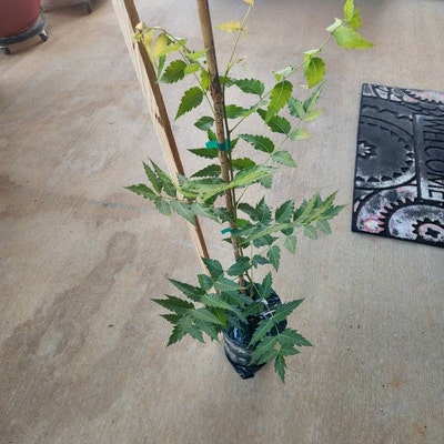Live Neem Trees, Amazing Useful Trees, 2 to 3 Feet Tall, 1 Gallon does ...