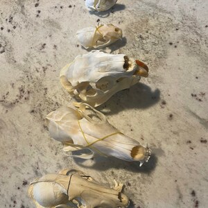 Exquisite Real Mink Skull Bone Specimen After Cleaned and - Etsy