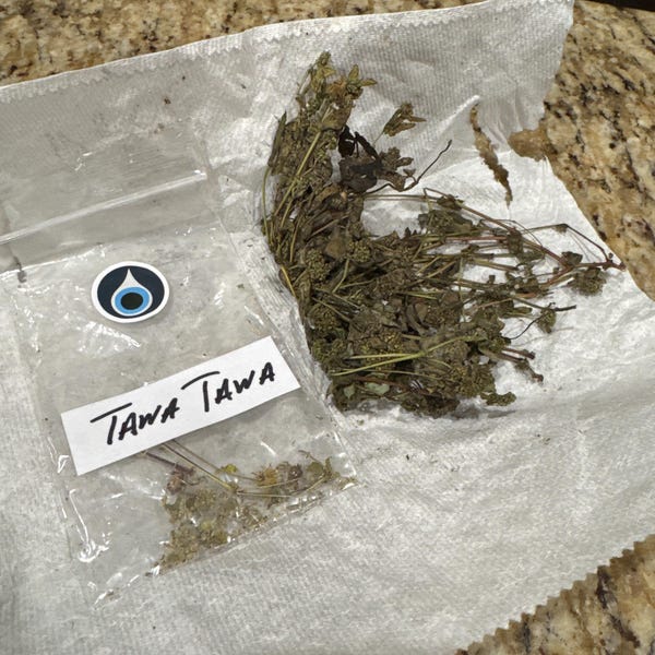 Atiponla -tostón-punarnava Boerhavia Diffusa Attacks Riches- Prosperity ...