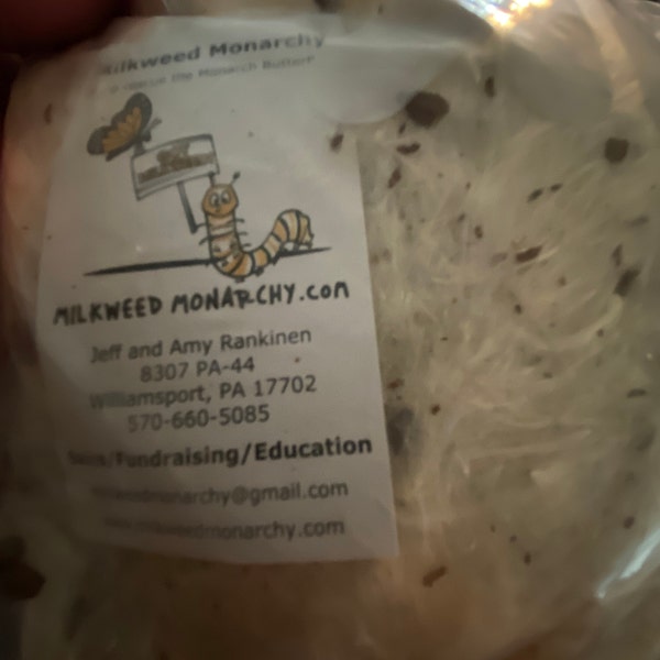 Milkweed Seed Clay Break Away Snails - 10 Sections. 10+ Seeds per ...