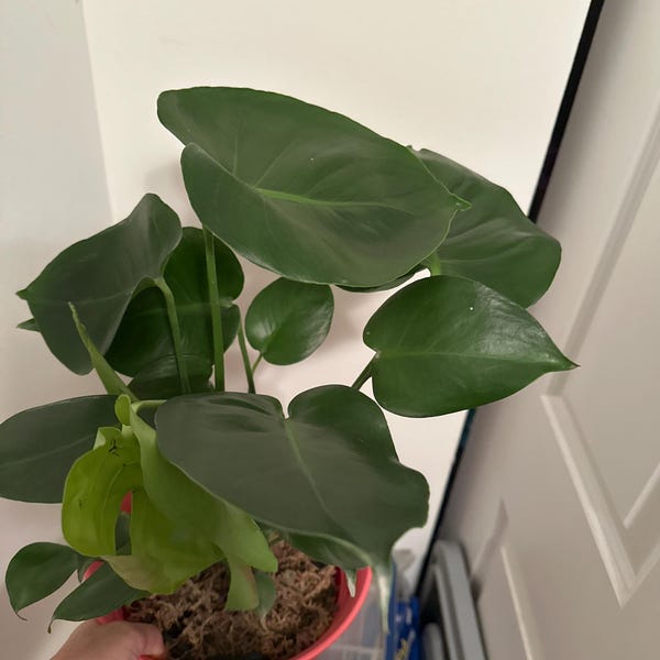 Monstera Deliciosa Tropical Split Leaf Plant 6" Inch Pot | Indoor ...