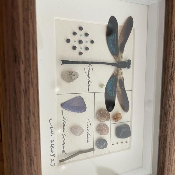 Framed Biotic Fossil, Biotic Fossil in Wooden Frame, Biotic Fossil ...