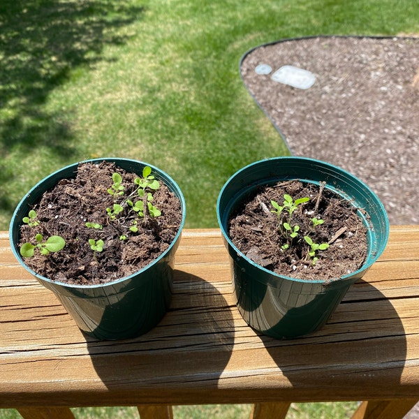 Chewing Tobacco Seed Pack- 3 Varieties for Chew & Dip 3,000+ Seeds - Etsy