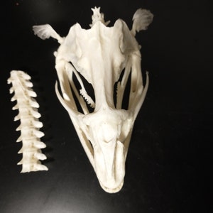 Real Lionfish Skeleton Dendrochirus Fish Taxidermy on - Etsy